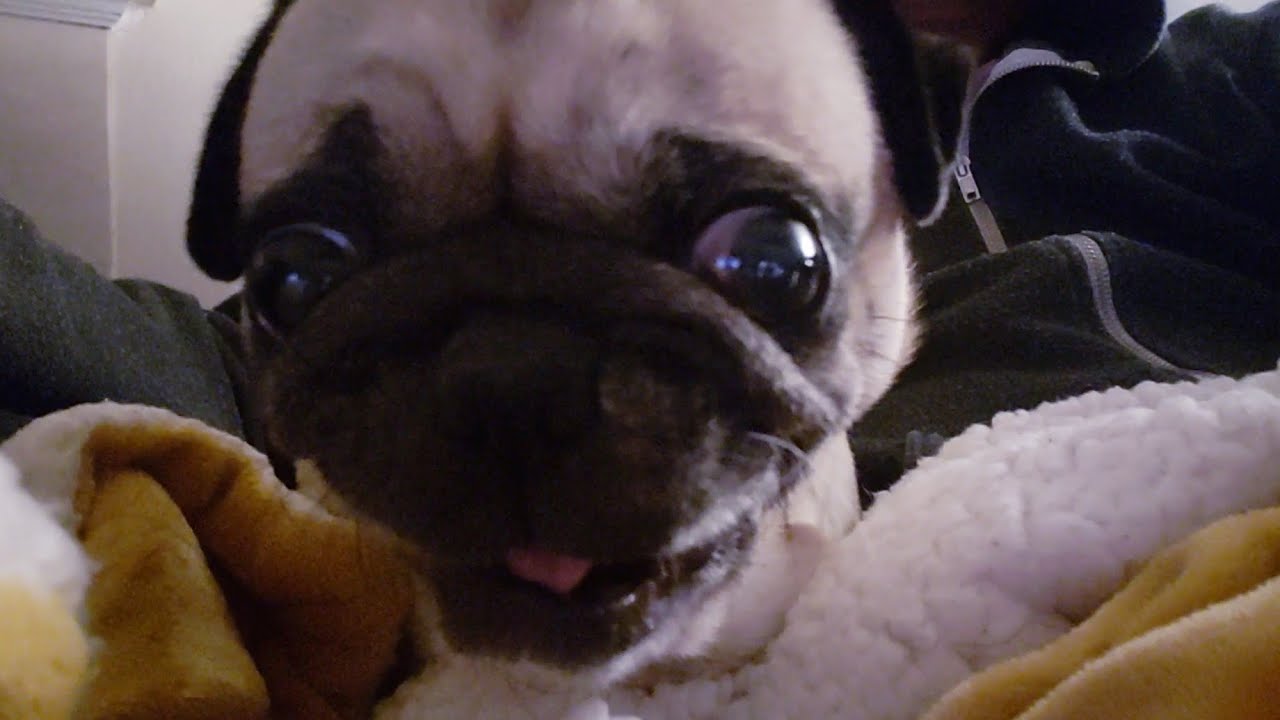 Beatrice the very angry pug furious about dinner. - YouTube