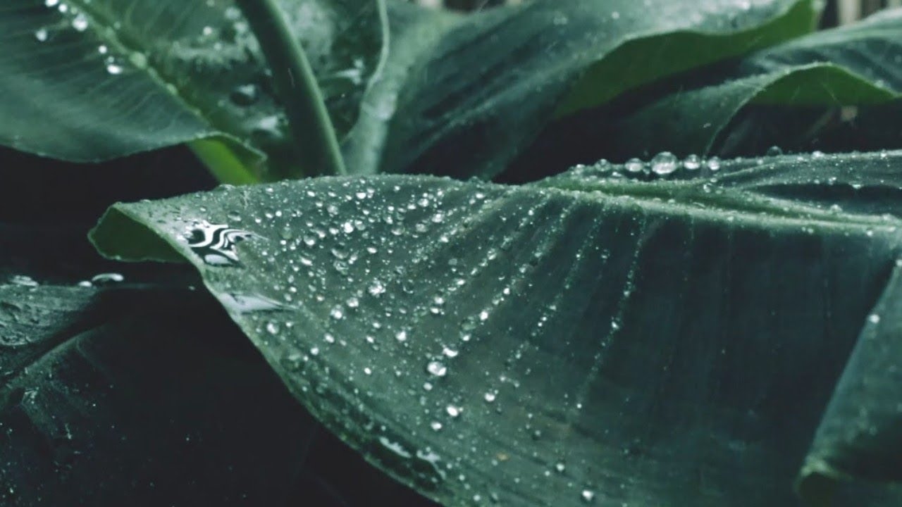 SATISFYING RAIN SOUNDS!!!!! STRESS RELIEVE, MEDITATION AND STUDYING ...