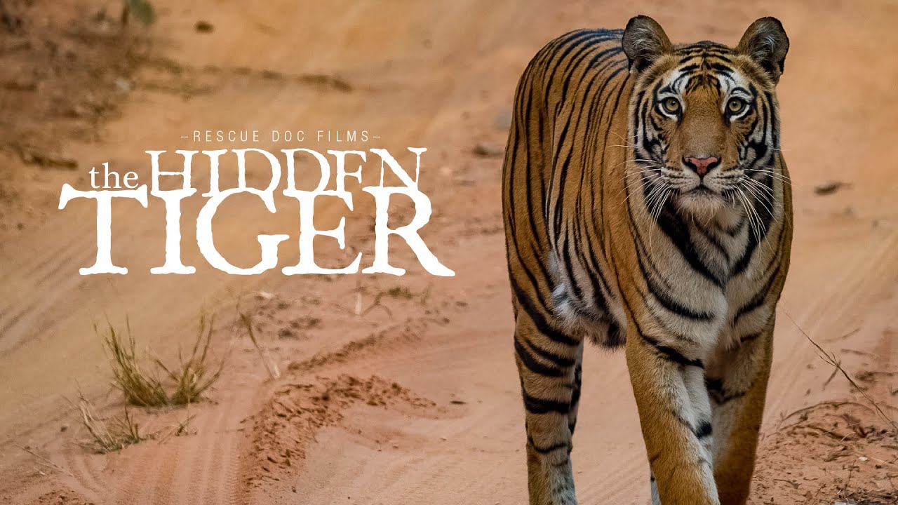 Feature Film: The Hidden Tiger - YouTube