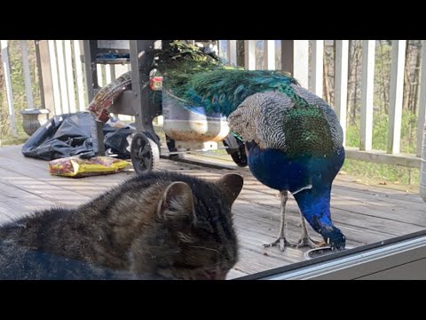 The cat and the peacock are friends! - YouTube