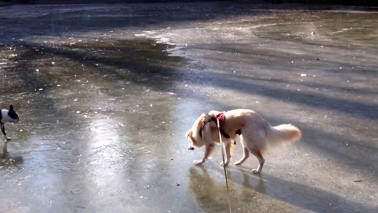 Dog on ice 3 - YouTube
