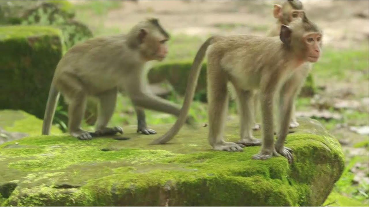 Monkey Violet Family And Vikki Monkey -Vero Monkey on Sep18 2022/Vs.299 ...