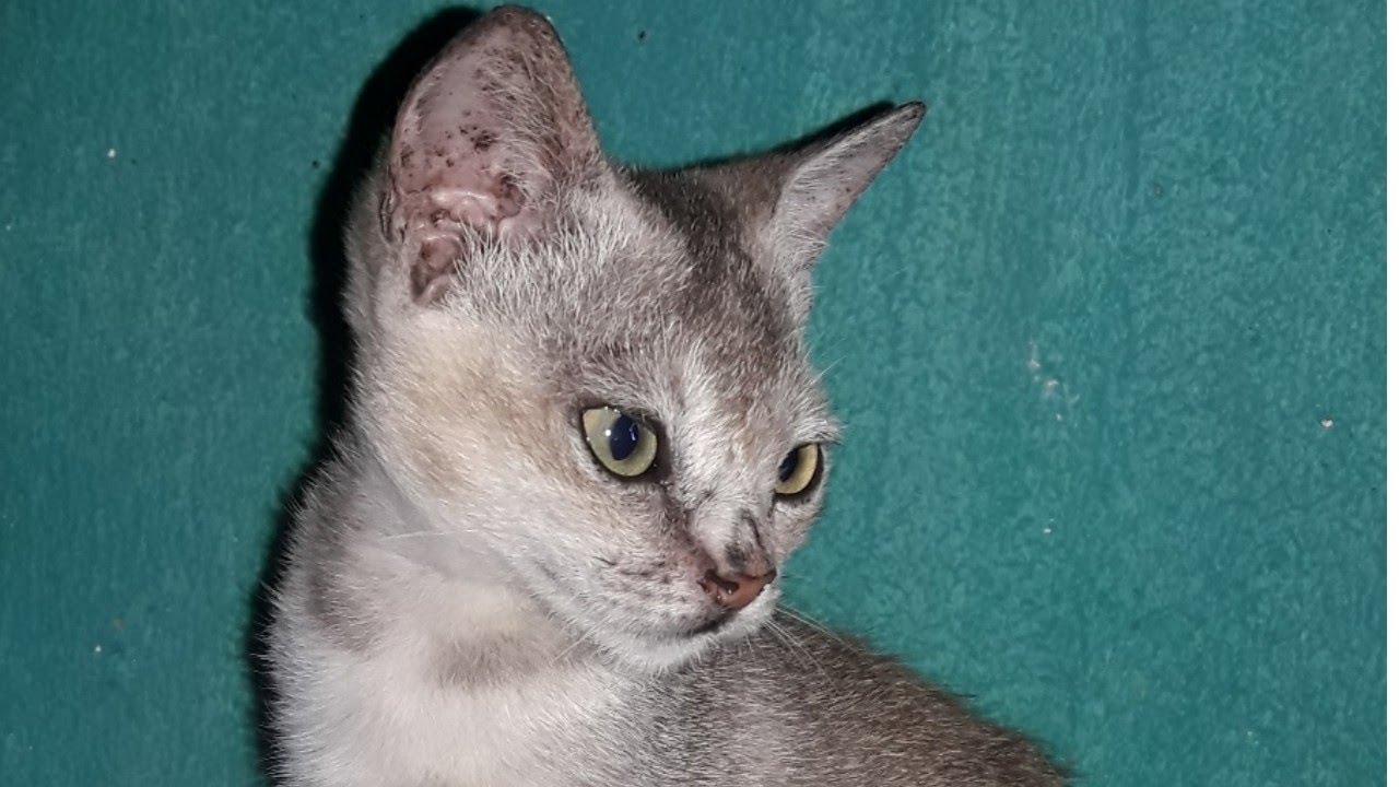 Sameera Weerakkody| මුක්කමී| කරුපි| තඩියා| Cats in Nivithigala ...