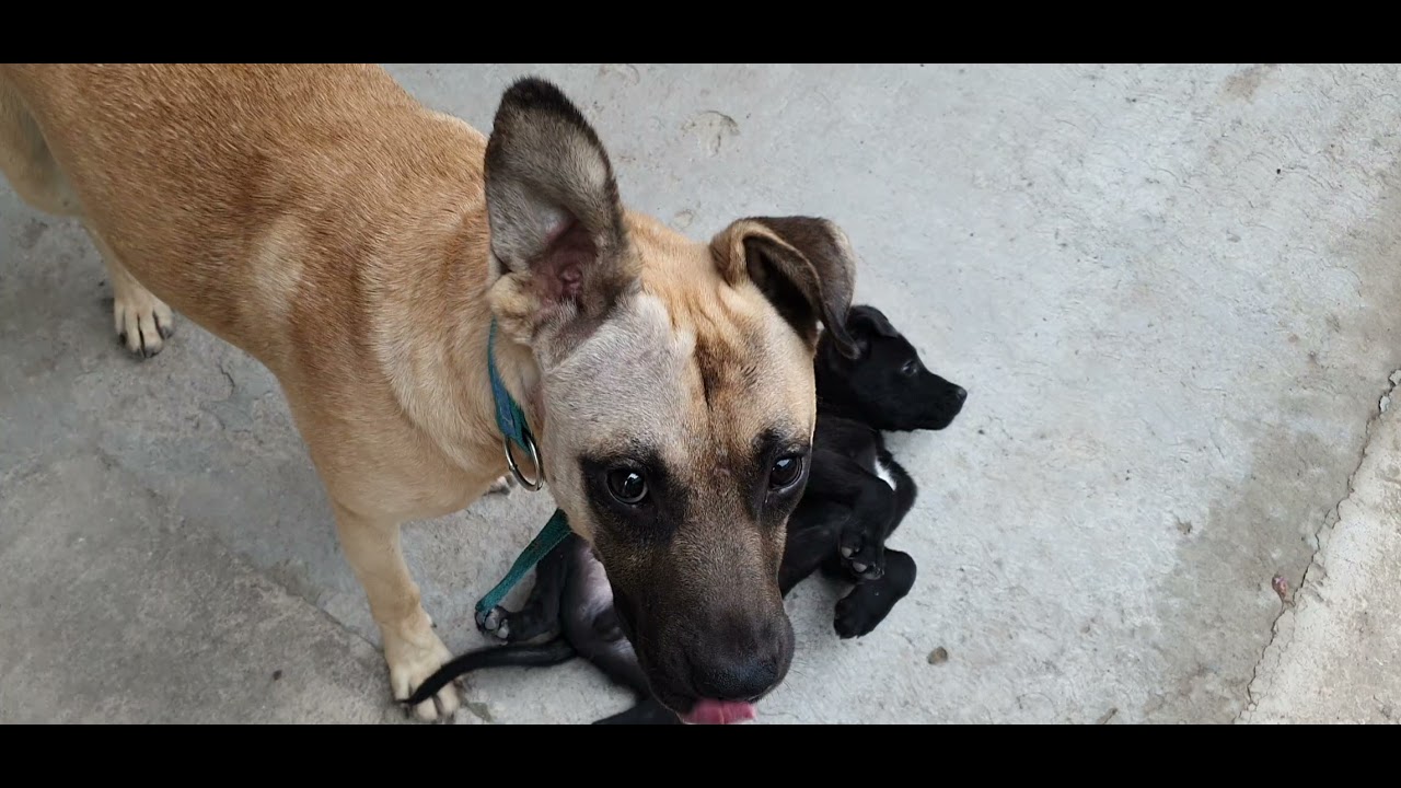 Our Two Rescue Dogs Playing For 5 Minutes - YouTube