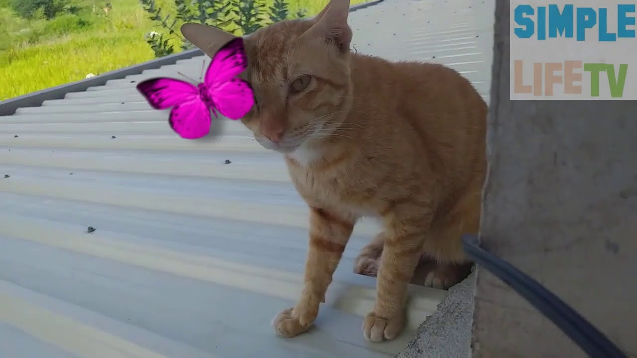 I am a happy stray cat now. - YouTube