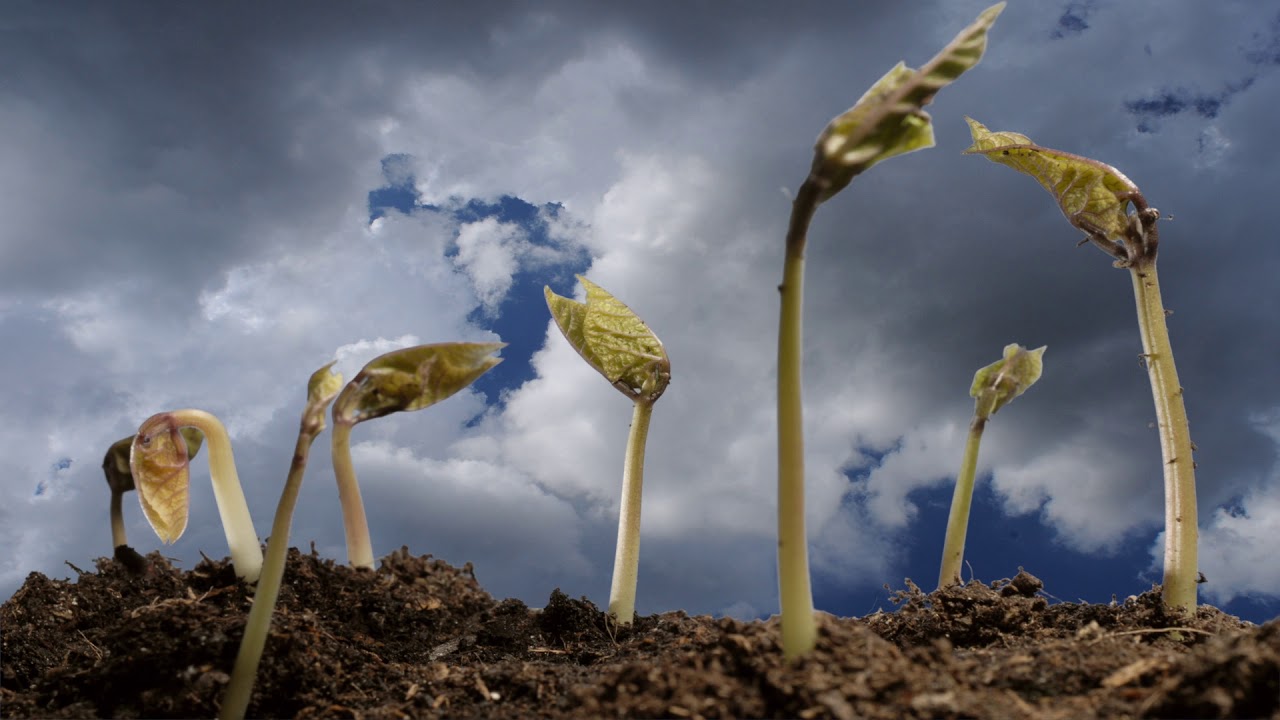 Runner bean germinating underground time lapse. Beans growing with sky ...