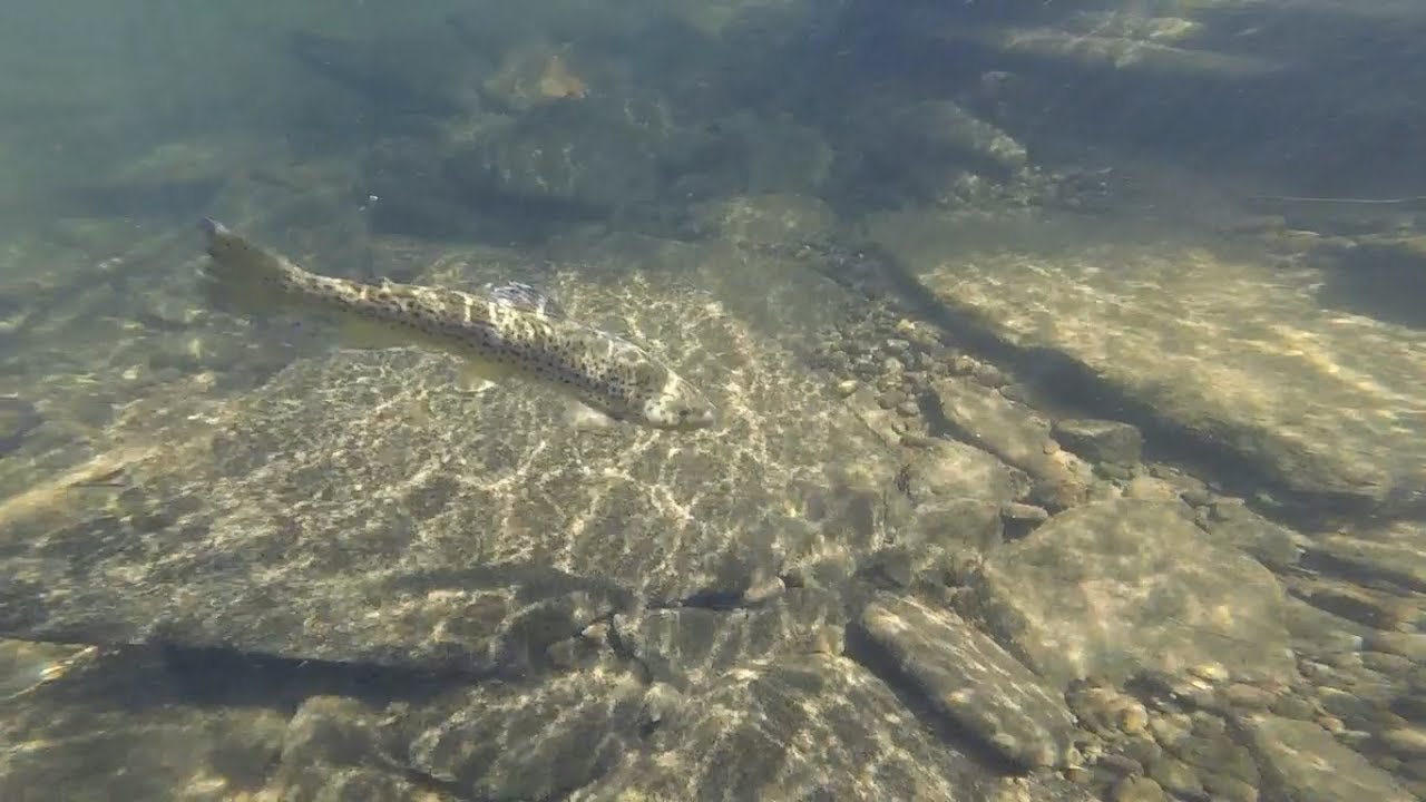 Fly Fishing Willowemoc Day 2 Dry Fly Hookups Roscoe NY - YouTube