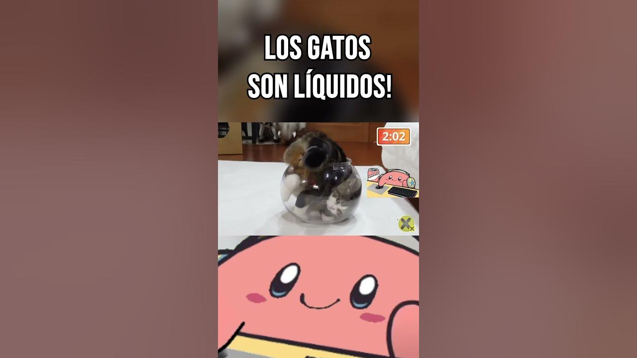 Los Gatos Son LÍquidos Short Youtube