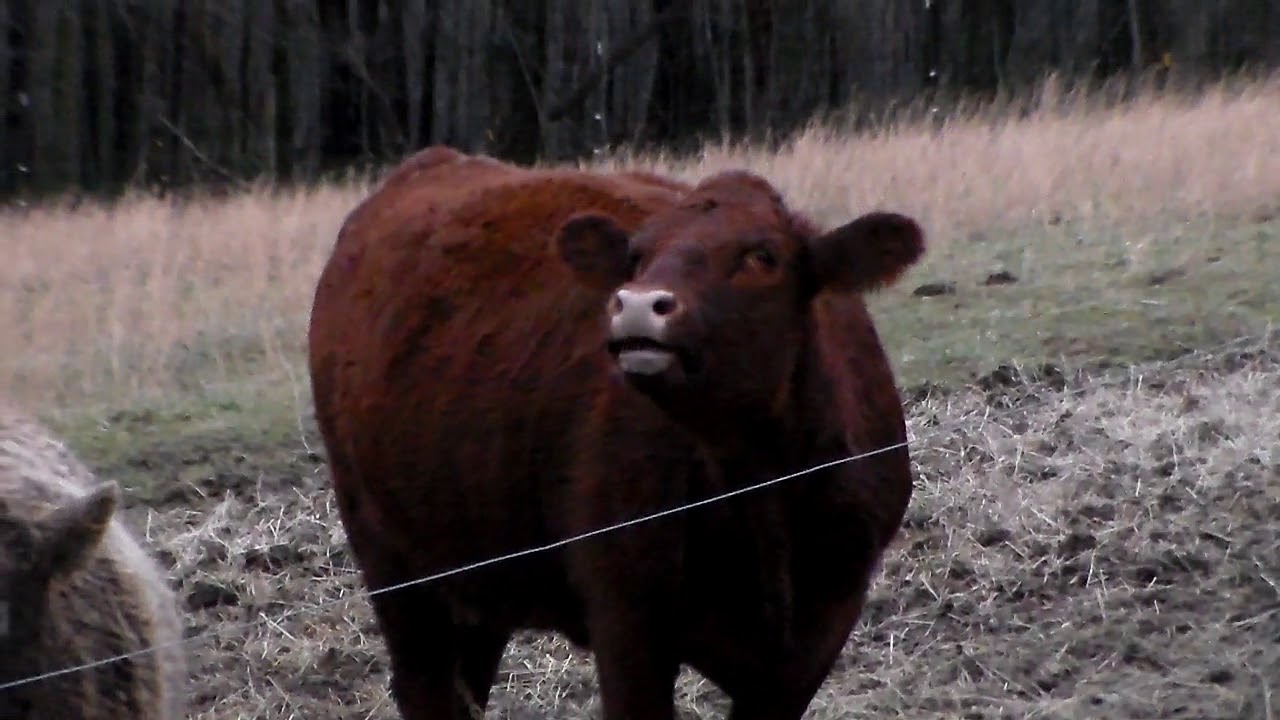 Cow Mooing - YouTube