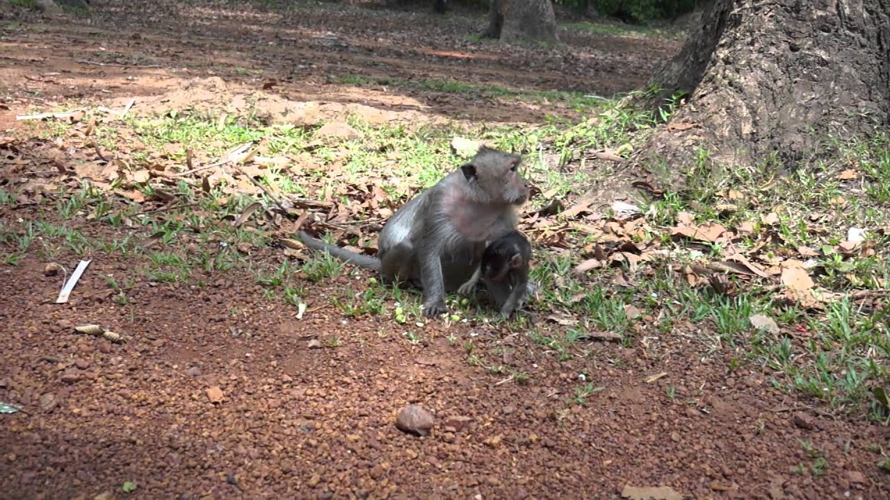 Baby Monkey Fixing Tire - YouTube