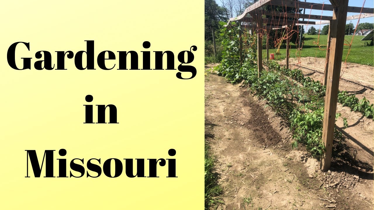 Missouri garden tour - Mittleider method (2019) - YouTube