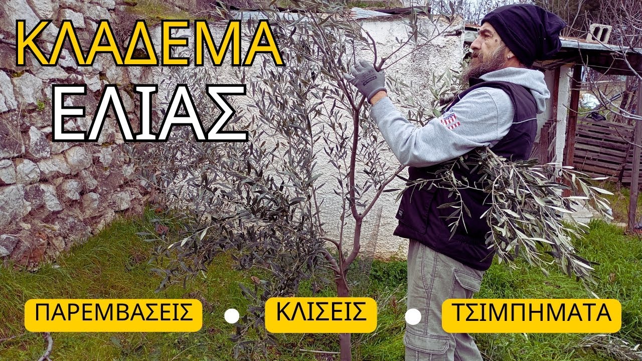 ΚΛΑΔΕΜΑ ΕΛΙΑΣ | ΣΩΣΤΟ ΣΧΗΜΑ | ΥΨΟΣ & ΠΑΡΕΜΒΑΣΕΙΣ (ΜΕΡΟΣ 2)#μαθαίνοντασ ...