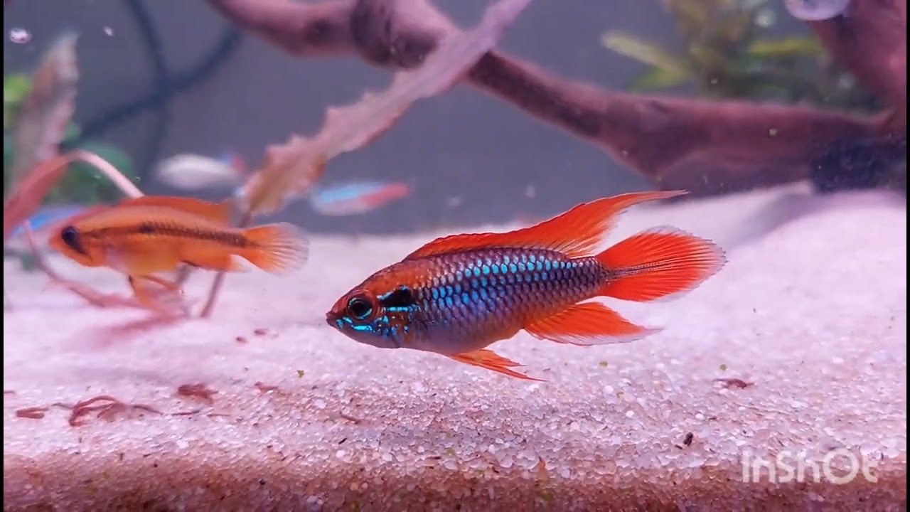 Apistogramma Agassizii Double Red