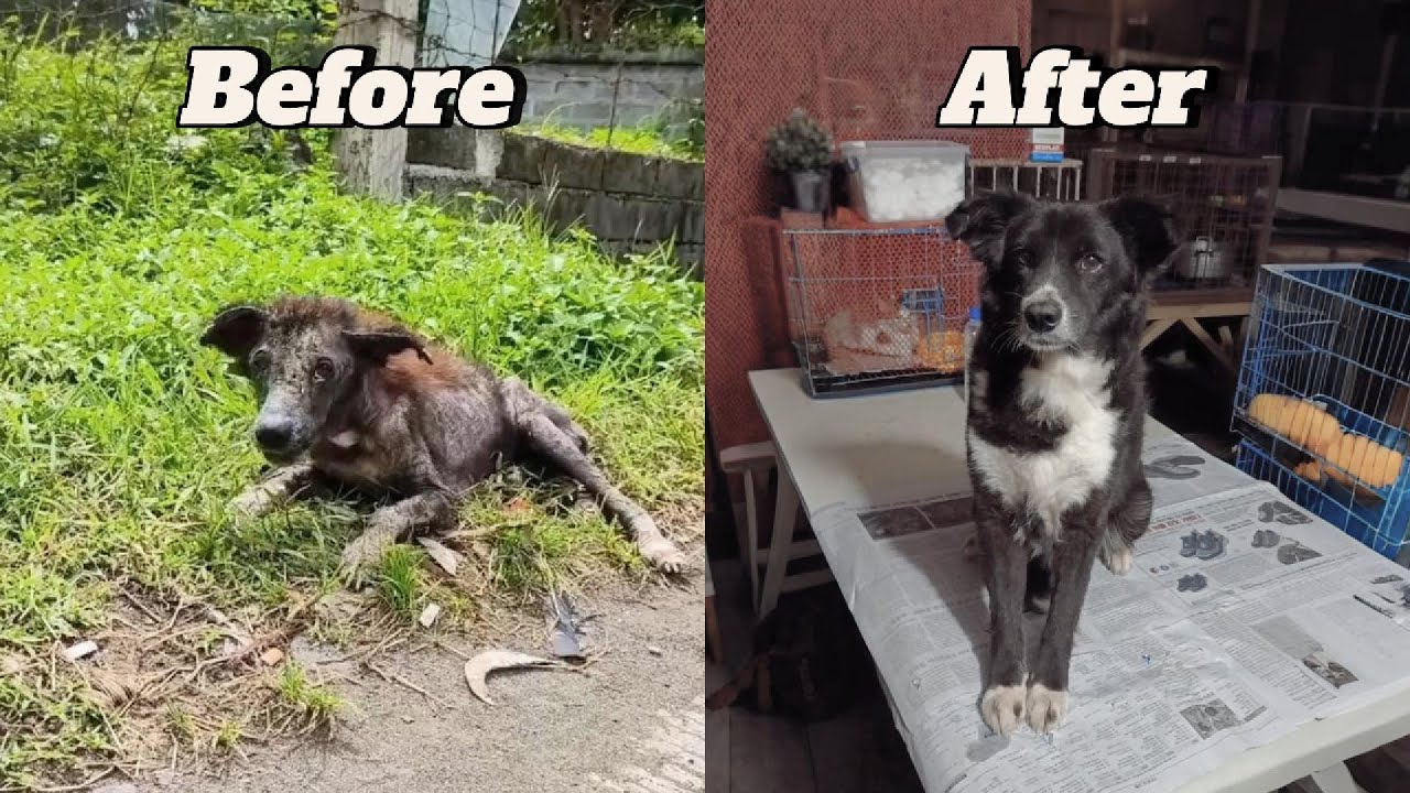 From Despair to Happiness, The Amazing Dog Rescue Journey | Paws Rescue ...
