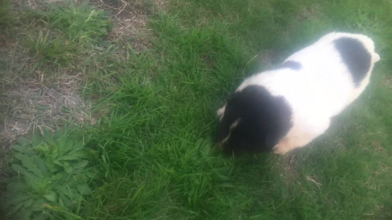 Pinto Akita Puppy - YouTube