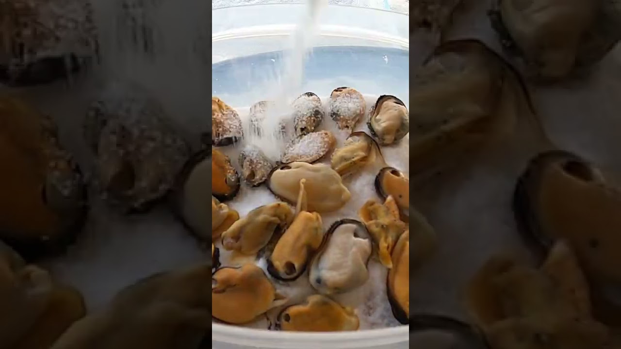 3 EASY STEPS To SALT CURE MUSSELS! #shorts #fishing #florida #howto ...