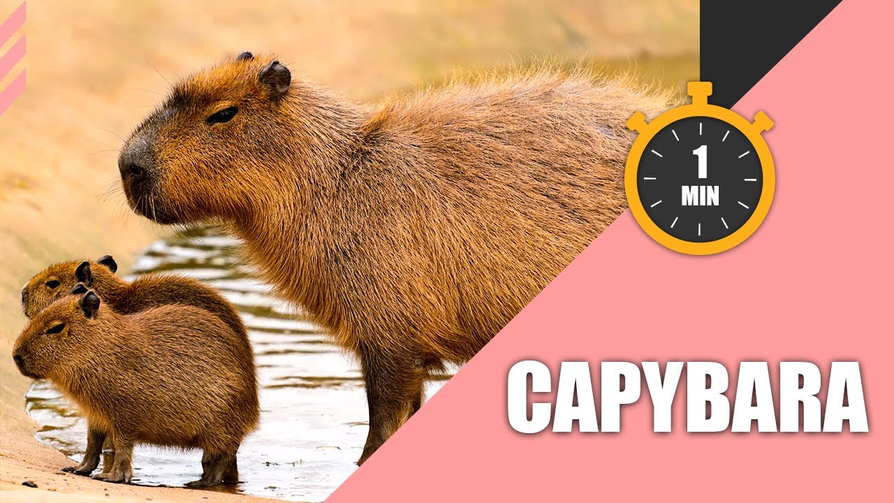 Capybara in 1 Minute | 1 Minute Pet Talk⏰ - YouTube
