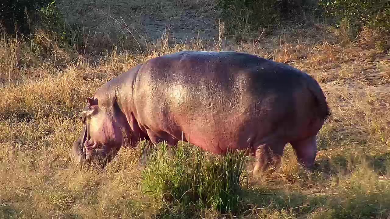 Djuma: Hippo gets out of water to graze - 16:10 - 06/15/20 - YouTube