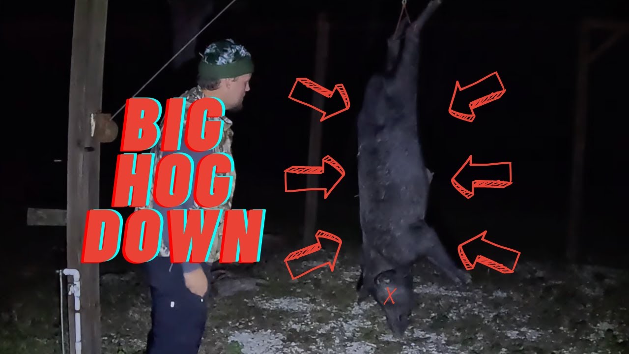 FLORIDA HOG HUNTING...BIG PIG DOWN (CATCH,CLEAN,COOK) - YouTube
