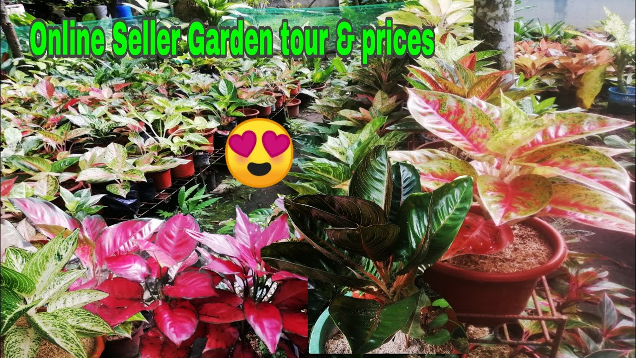 Plants for sale sa Garden ng Online Seller, sobrang dami at ganda ng ...