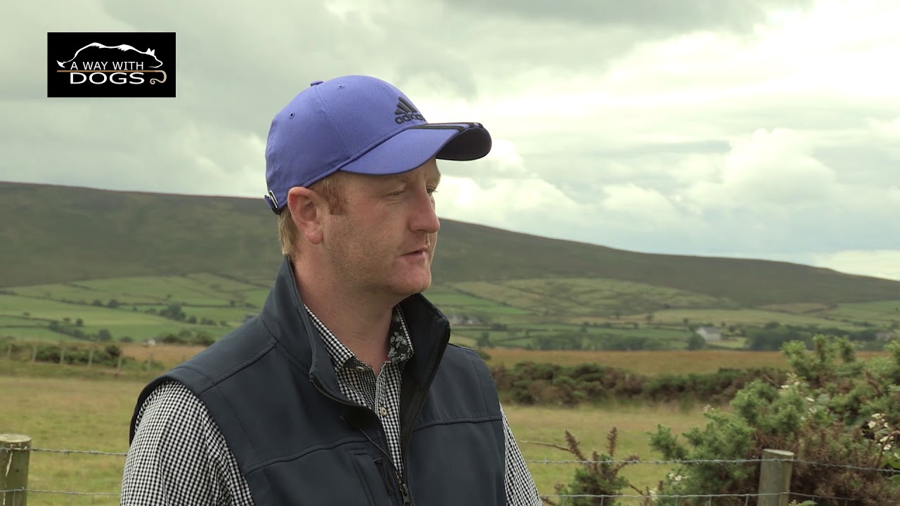 1.Sheepdog Trial, Int'l Supreme Ch. Michael Gallagher & Paddy Fanning ...