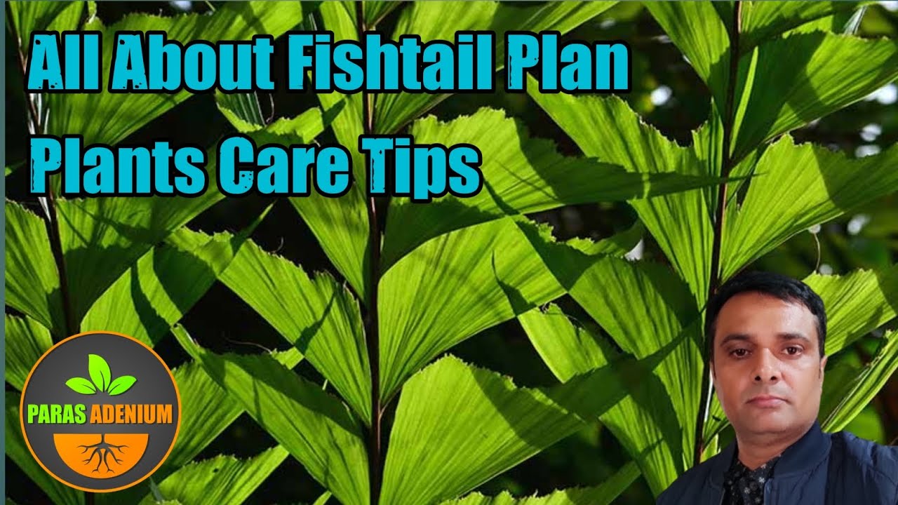 💚 All About Fishtail Palm Plants Care Tips | Fishtail Palm Tree ...