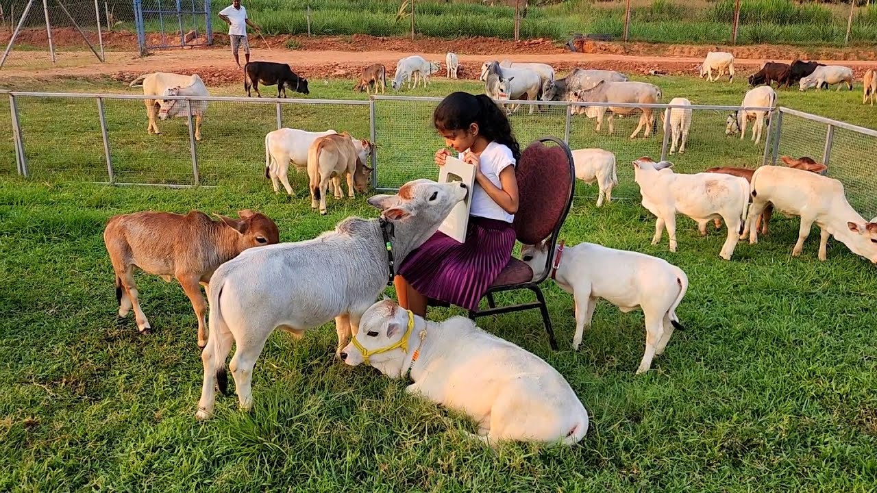 Miniature cows which are very friendly & Cute | Little Cows in our farm ...
