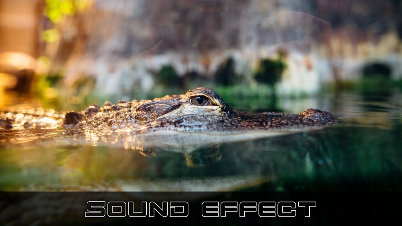Reptiles | Hissing Alligator | No Copyright Reptiles Sound Effects ...
