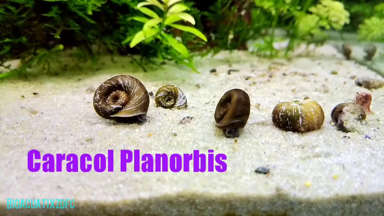Caracol planorbis cuidados básicos - YouTube