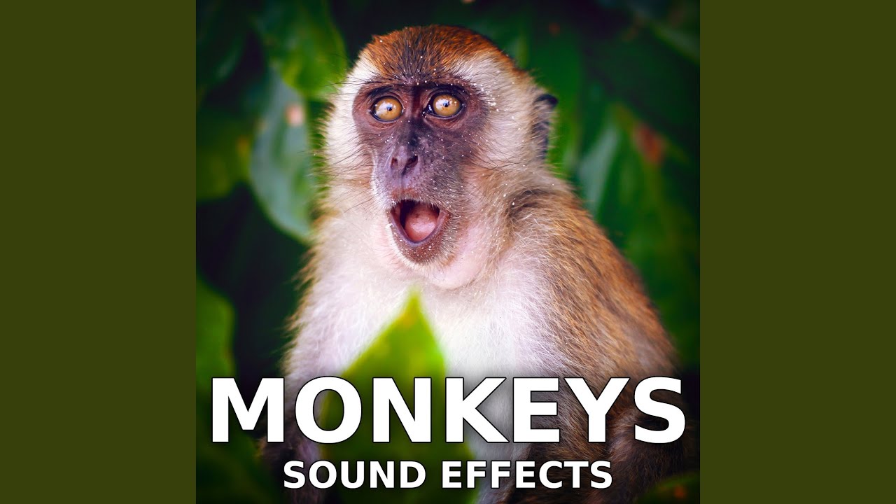 Capuchin Monkey: Scream 2 - YouTube