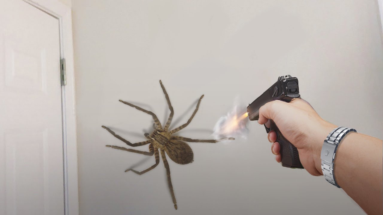 why did i shoot this SPIDER.. - YouTube