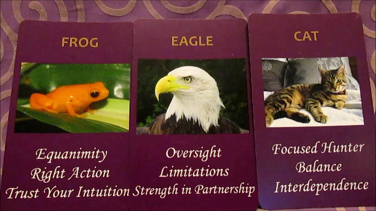 May 8-14, 2017 Forecast Animal Wisdom Oracle Card Reading - YouTube