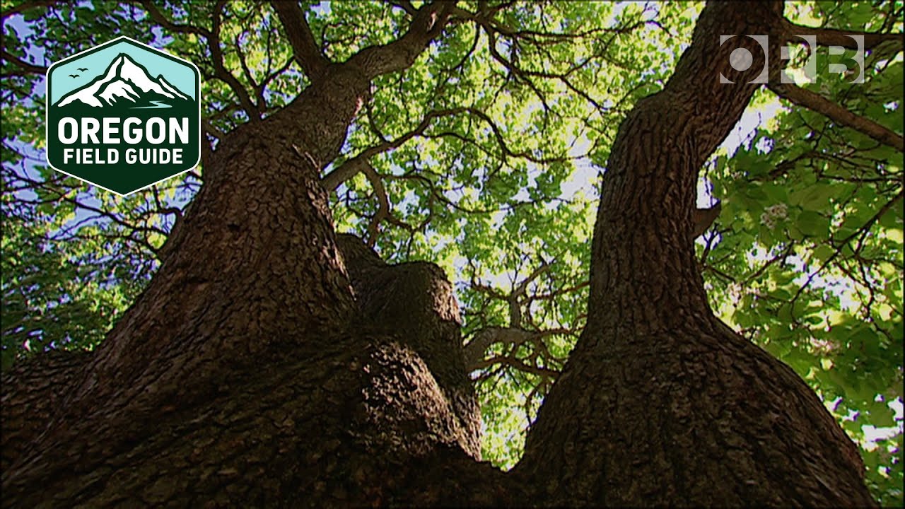 Preserving the spectacular 'Heritage Trees' of Portland | Oregon Field ...