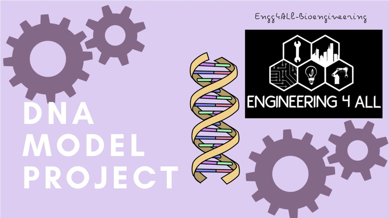 Easy DNA Model Project—Learn about Bioengineering with Engineering4All ...