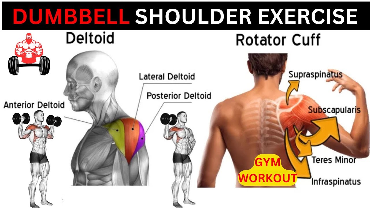 The best dumbbell shoulder exercises for toned and perfect shoulders ...