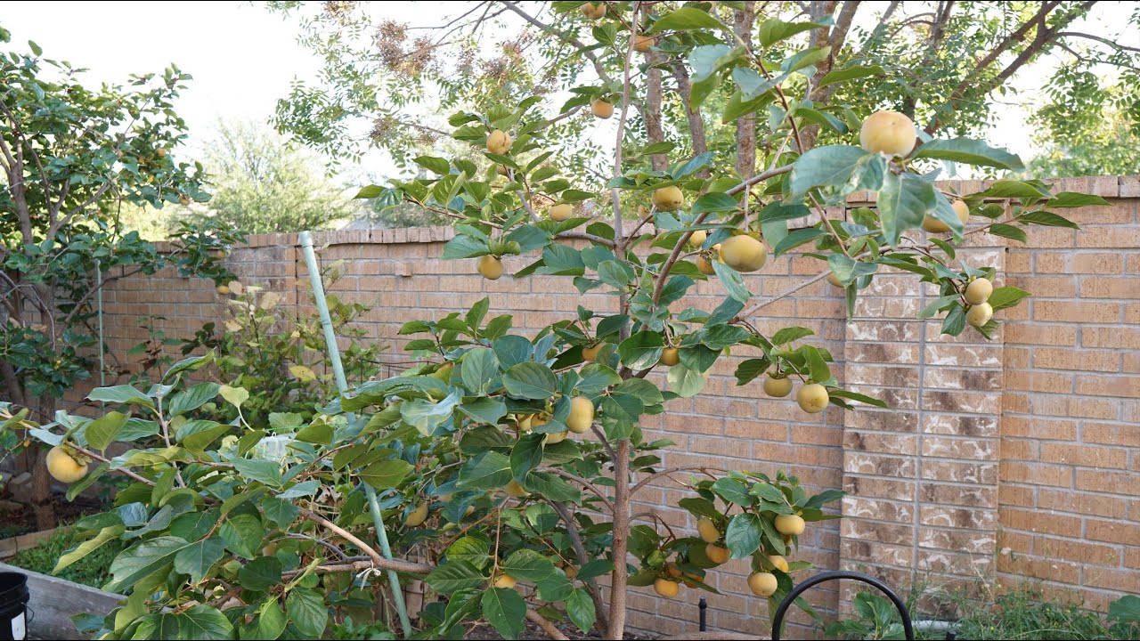 2024 Asian Pears Series Ep. 06 - End of The Season For Pears - YouTube