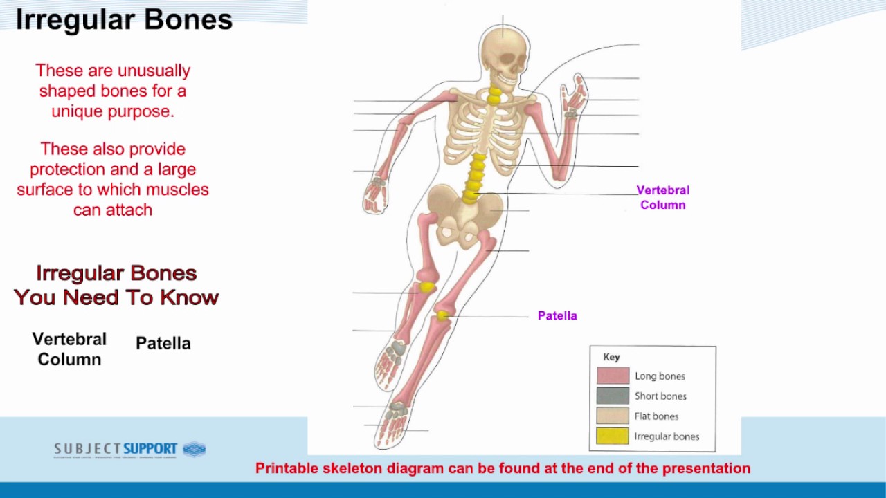 GCSE PE Lesson 8 Classification Of Bones And Structure Of The