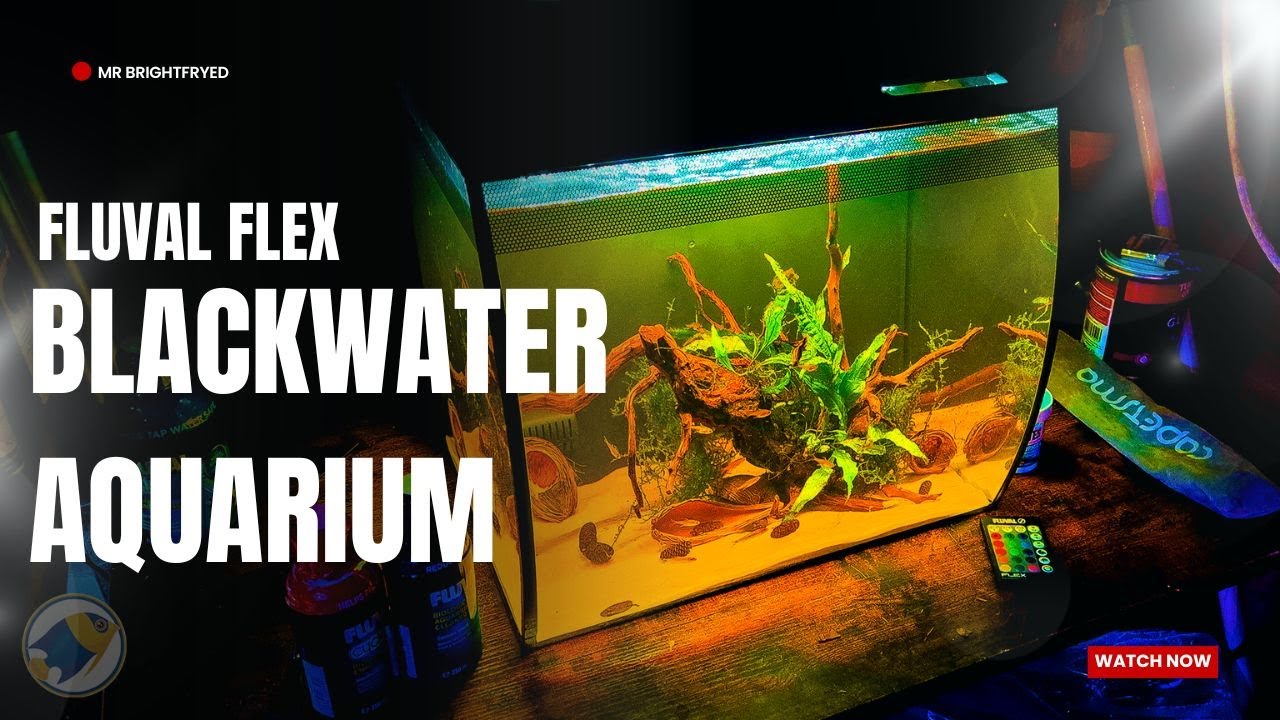 Building The Perfect Minimalist Blackwater Aquarium! (Step by Step ...