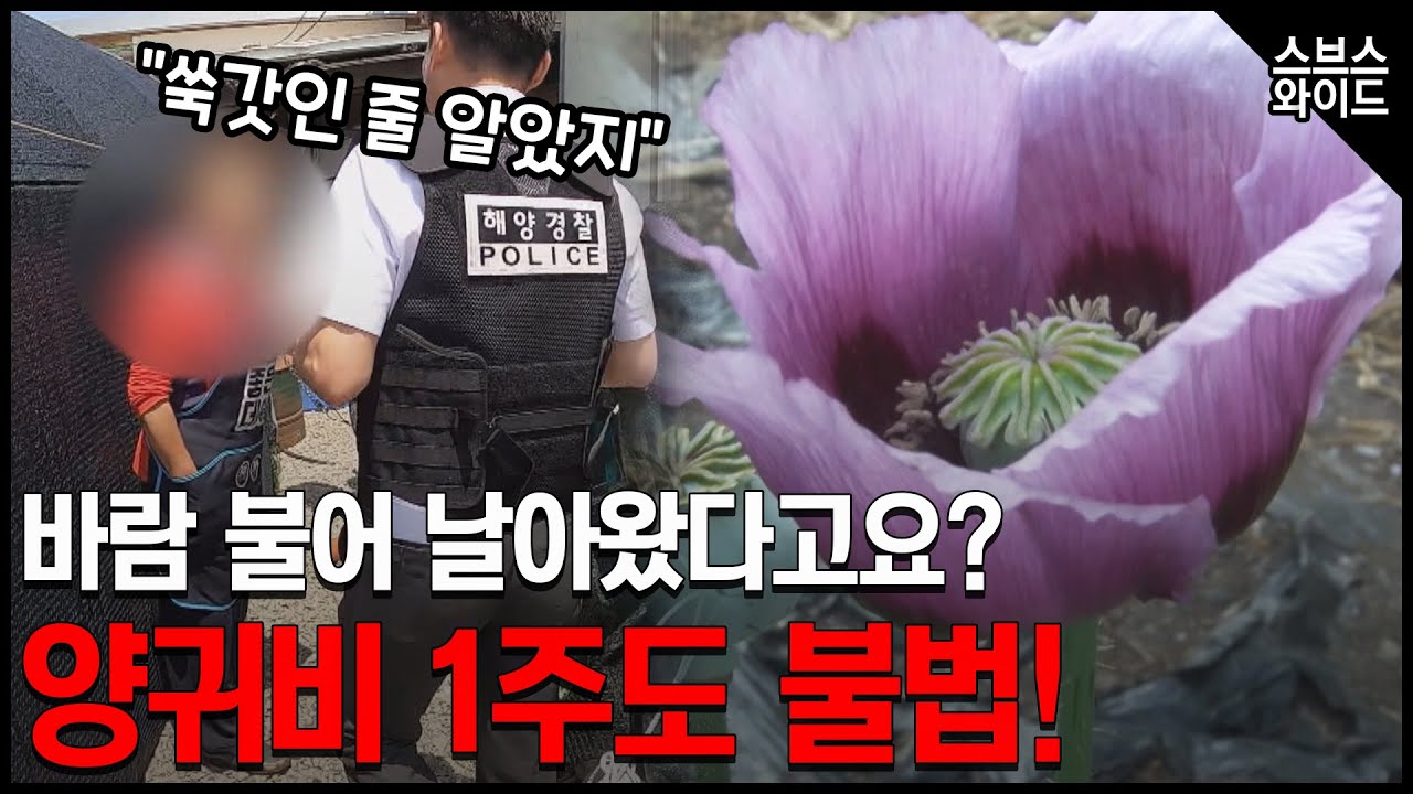 통영 섬마을이 발칵 양귀비 불법재배 단속 현장 Youtube
