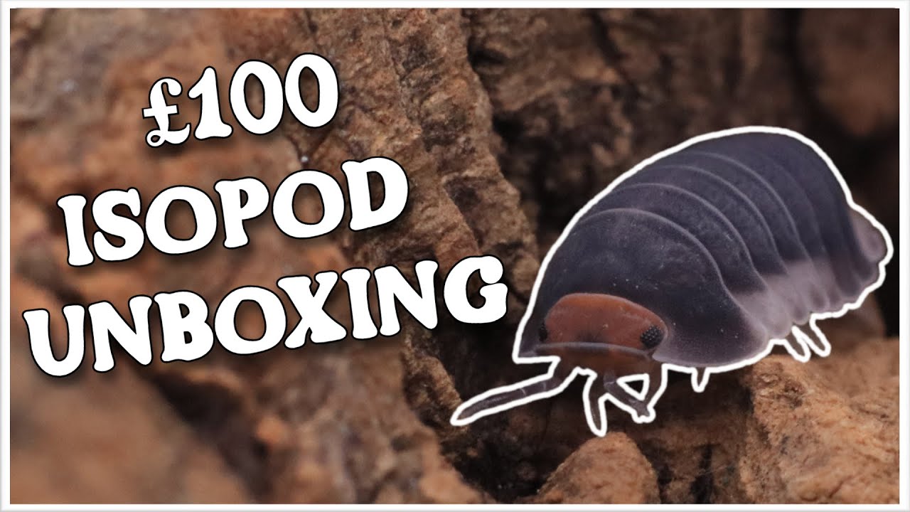 £100 Isopod Mystery Box INSANE VALUE!! - YouTube