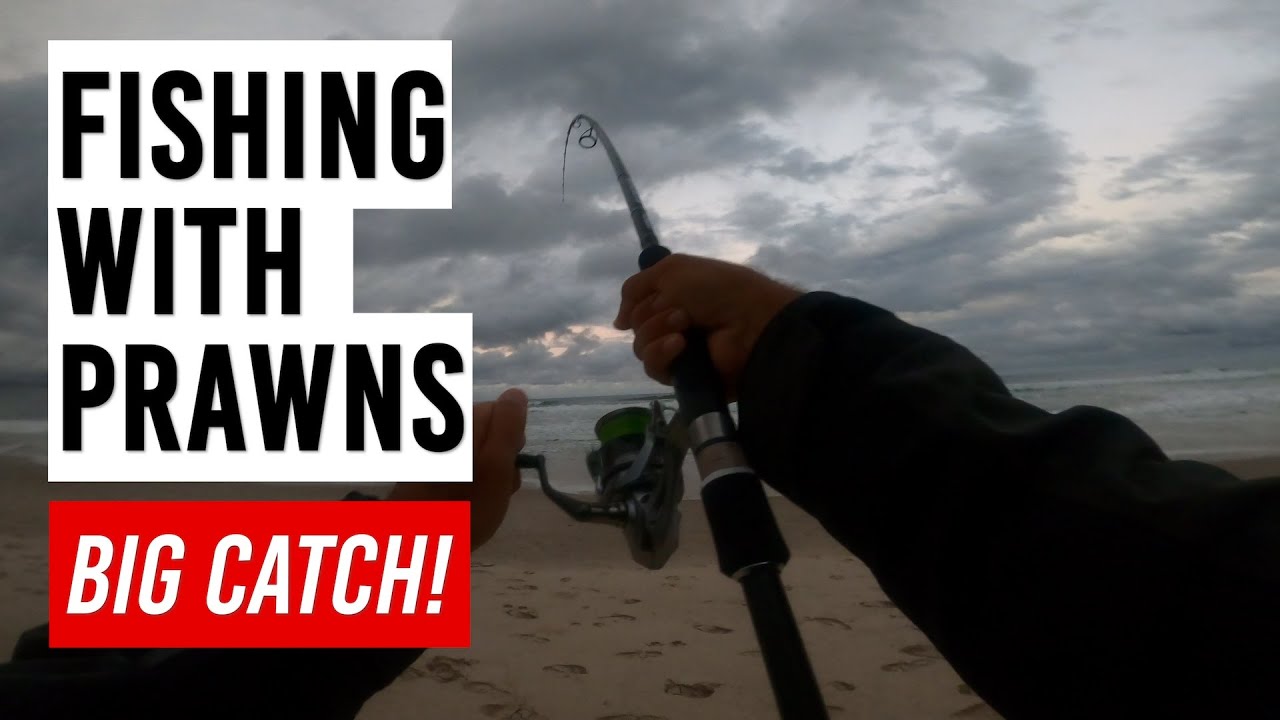 Big Catch! Fishing With Prawns As Bait On A Light Tackle - YouTube