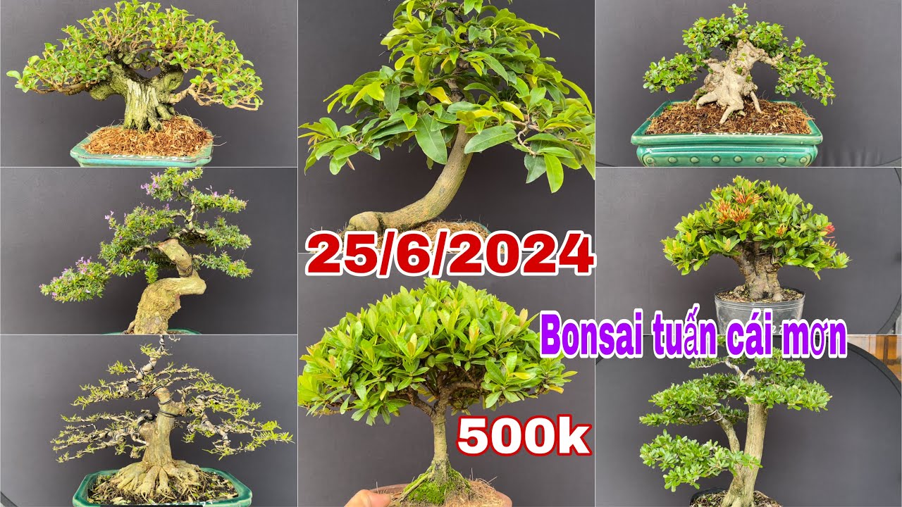 Bon sai mini. 25/6/2024. Mai vàng bonsai. Trang đỏ. Linh sam. Sam núi ...