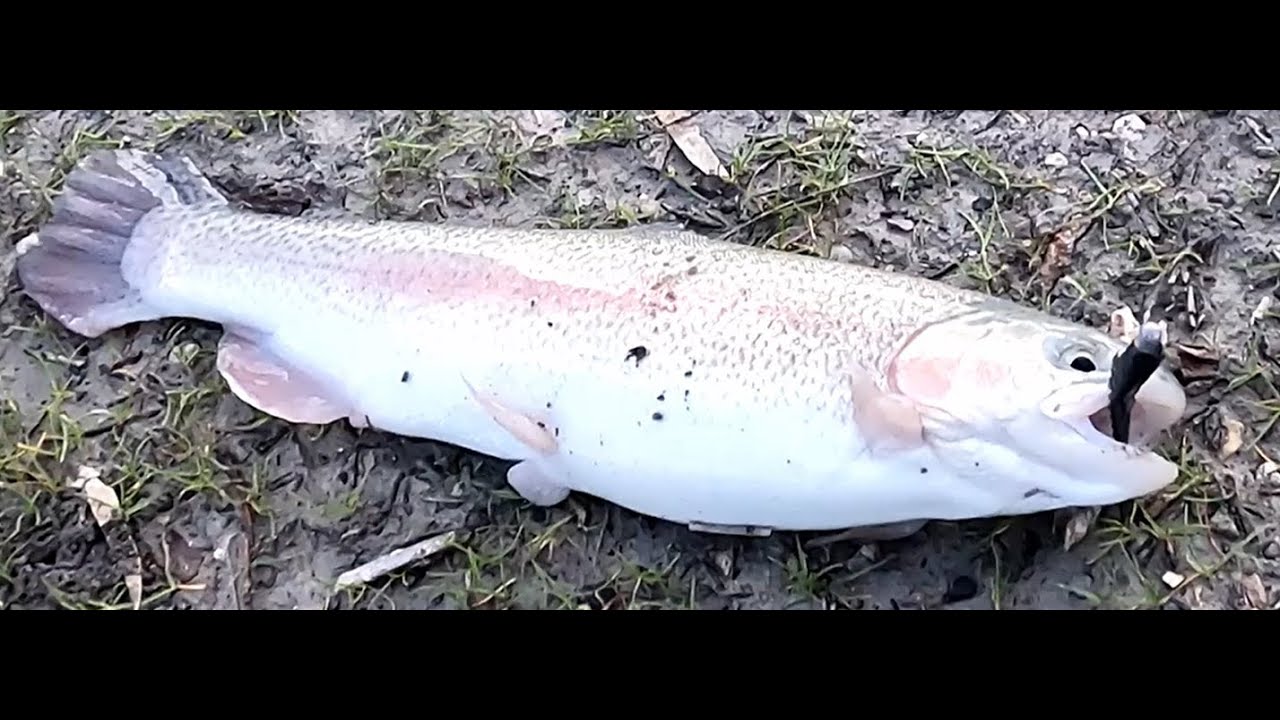 How to get the kids catching Police paddock dam trout at Horsham - YouTube