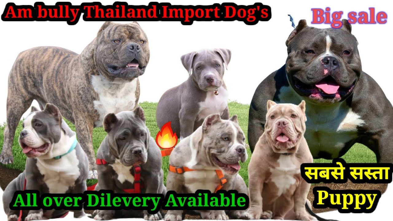 Micro Size Am bully puppy// Thailand import Best Quality bully dogs ...