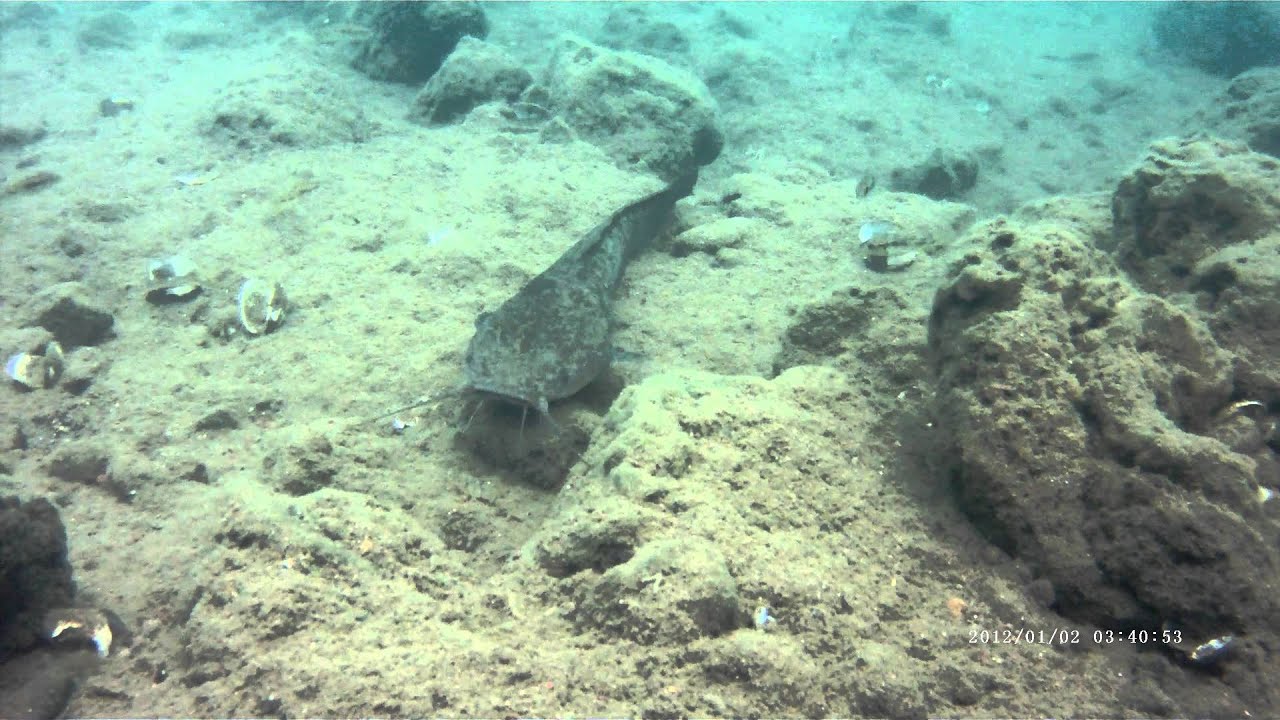 Clarias in Lake Massoko - YouTube