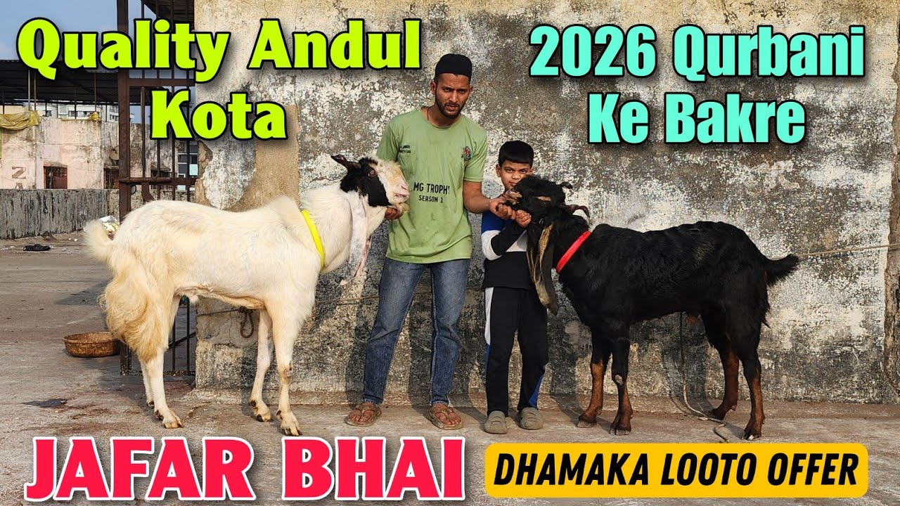 2026 Qurbani Quality Andul Goat At JAFAR BHAI | Big Gulabi Kota Bakra ...