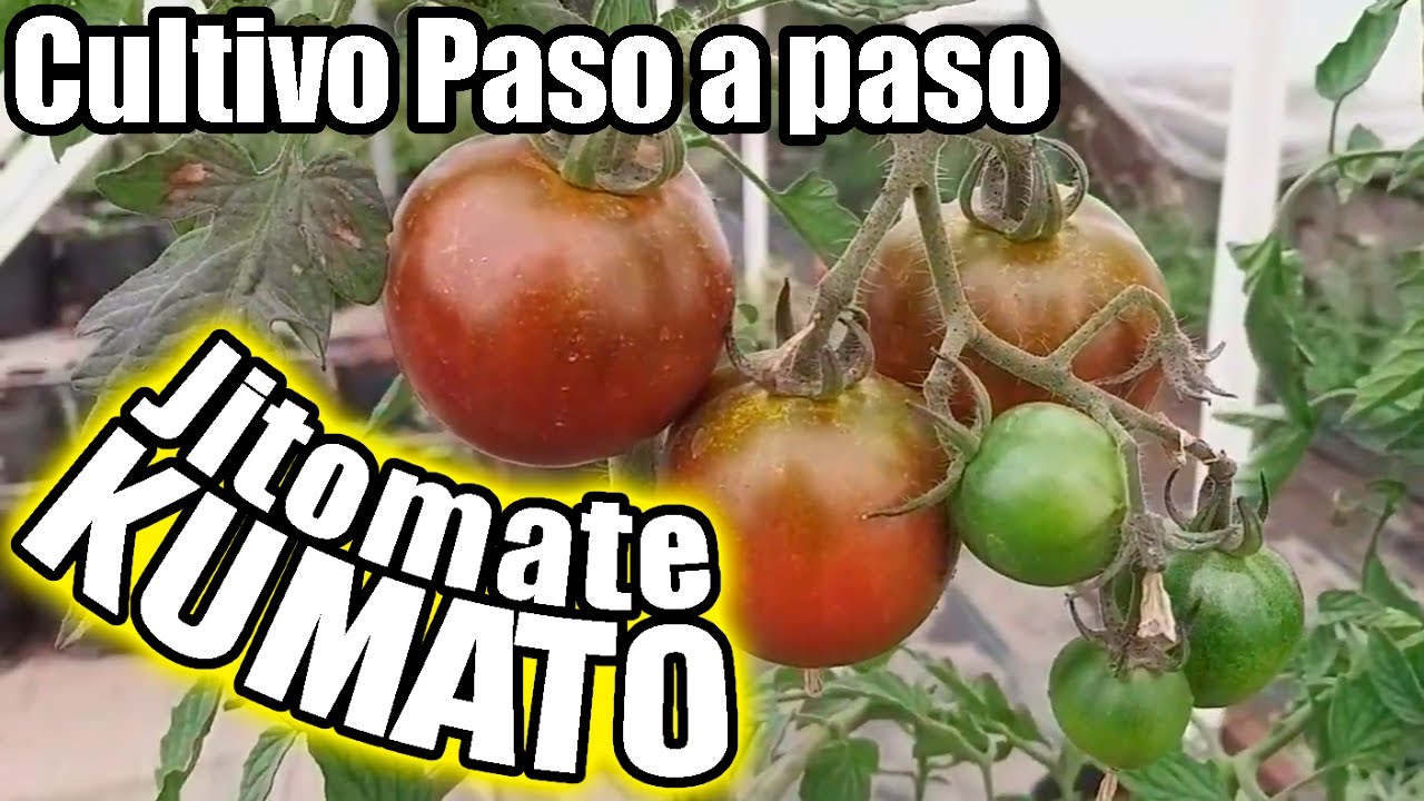 Como SEMBRAR Jitomate KUMATO Cultivo paso a paso kumato hidroponico ...