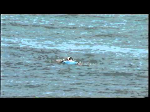 Close Call Shark Attack Waikiki March 2004 - YouTube
