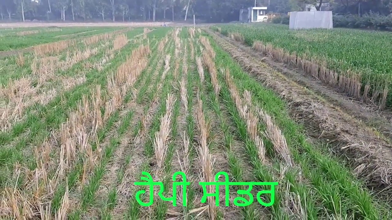 38 DAY WHEAT SOWN IN PADDY RESIDUES - YouTube