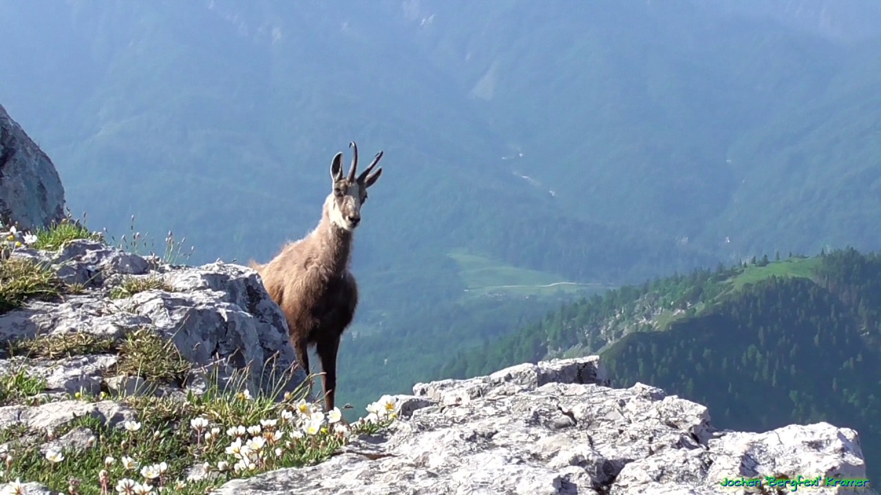 Ybbstaler Alpen Biwak - TEIL 2 (Dürrenstein) - YouTube